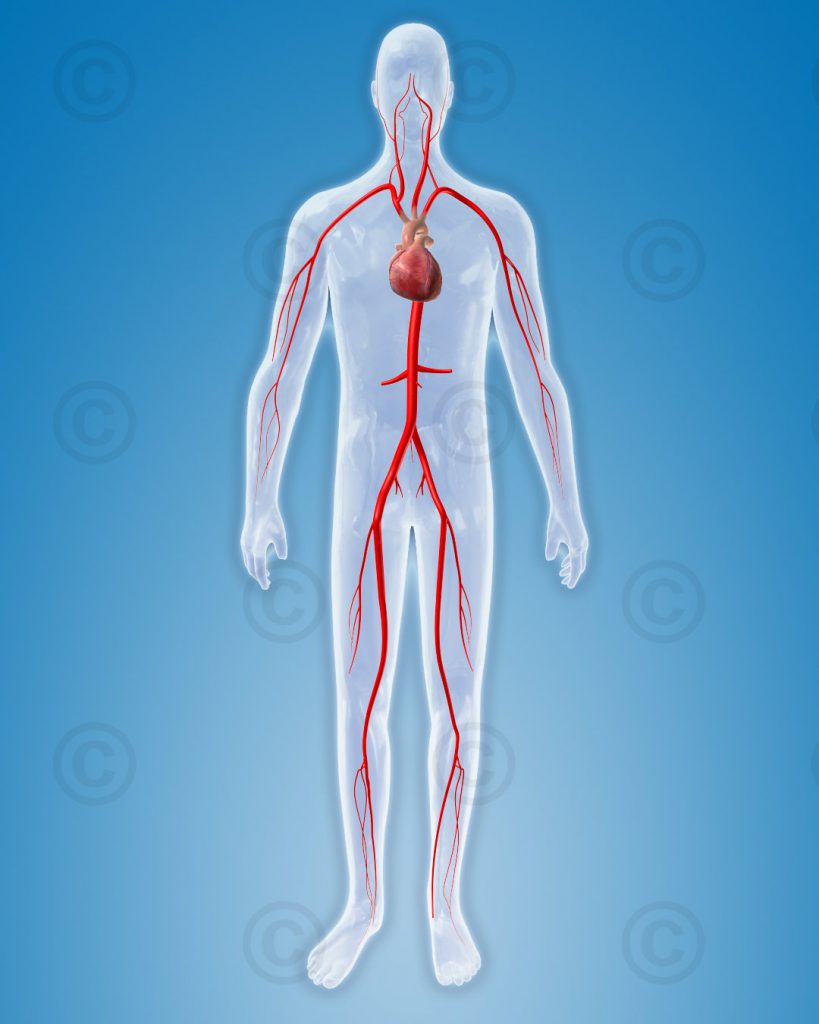 3D Modell Arterien - MedicalGraphics