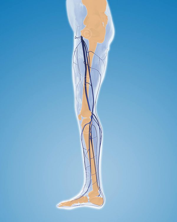 3D Model Venensystem - MedicalGraphics