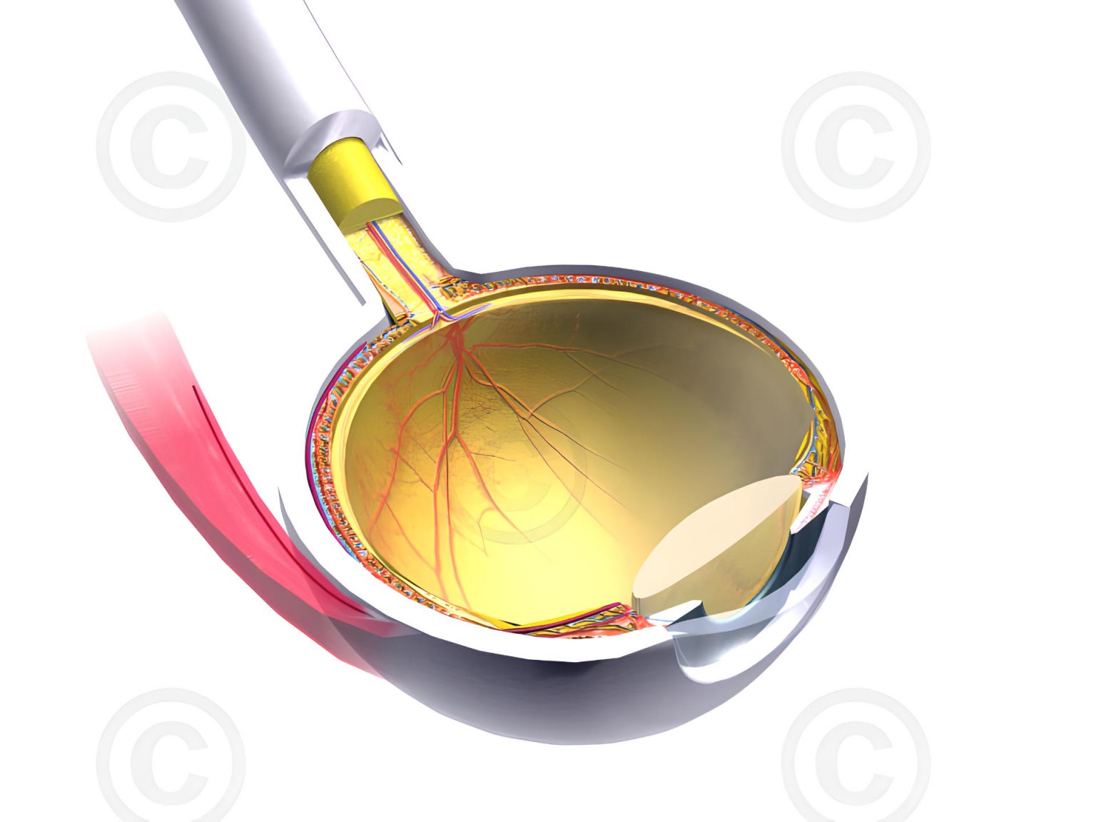 Anatomy eye - MedicalGraphics