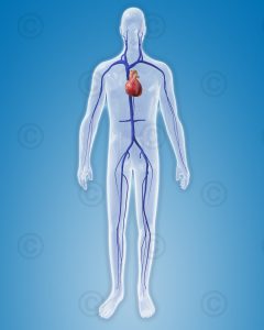 3D model venous system - MedicalGraphics