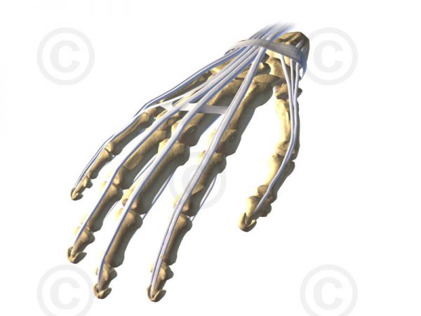 3D Modell Hand - MedicalGraphics
