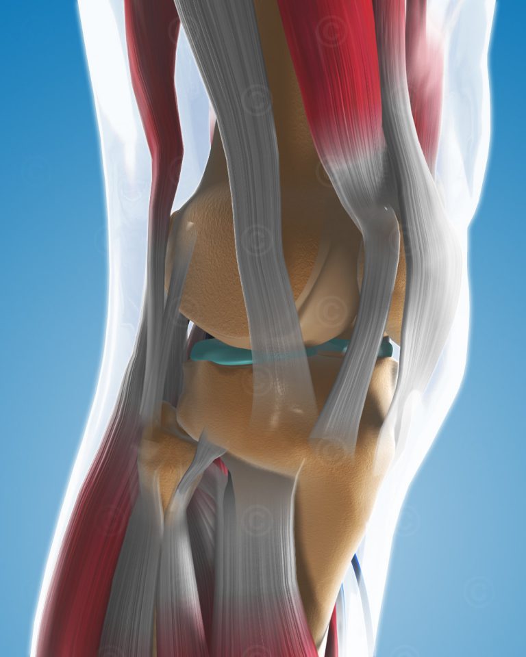 Animation Anatomie Knie - MedicalGraphics