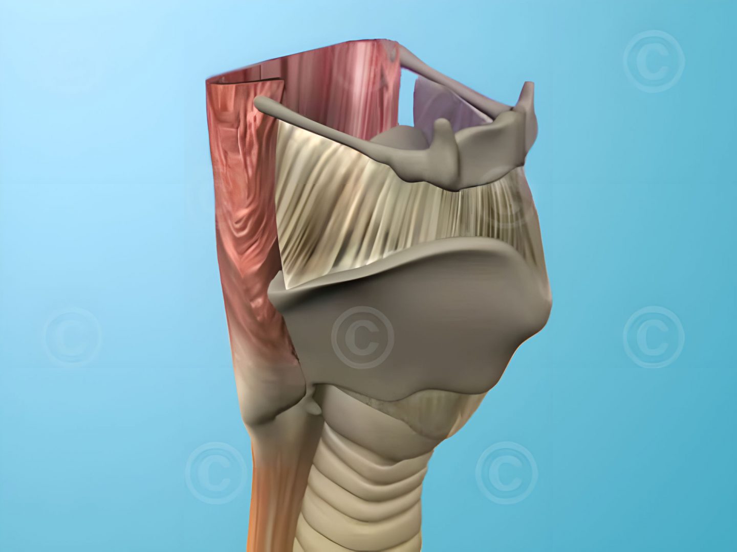 Swallowing and larynx - MedicalGraphics
