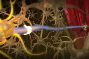 Nerve conduction - MedicalGraphics