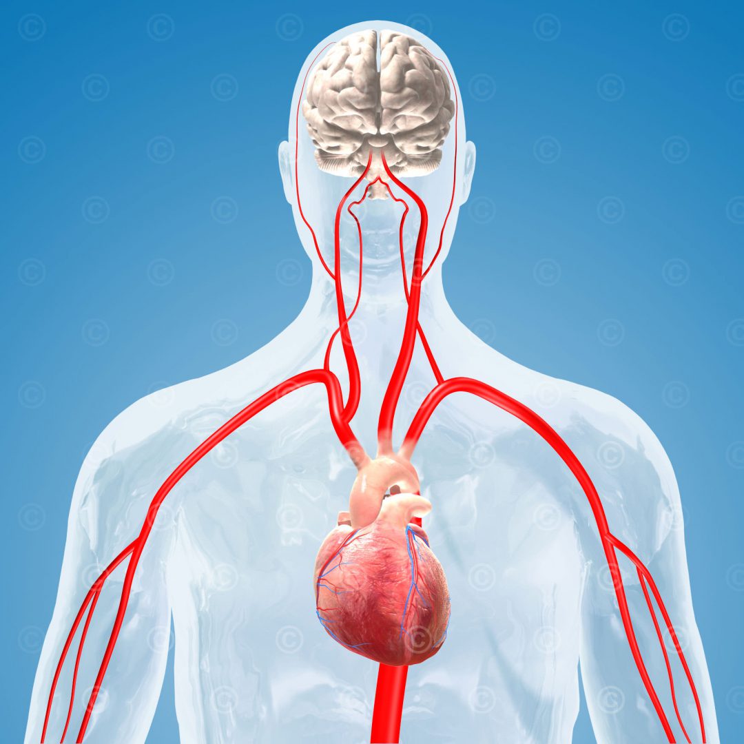 Animation blood supply brain - MedicalGraphics