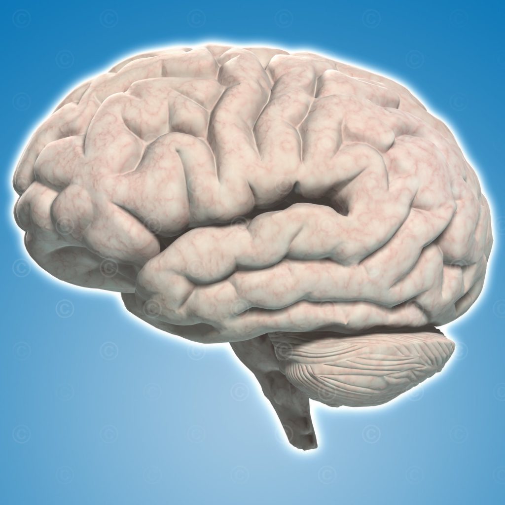 Illustration Schulung Gehirn - MedicalGraphics