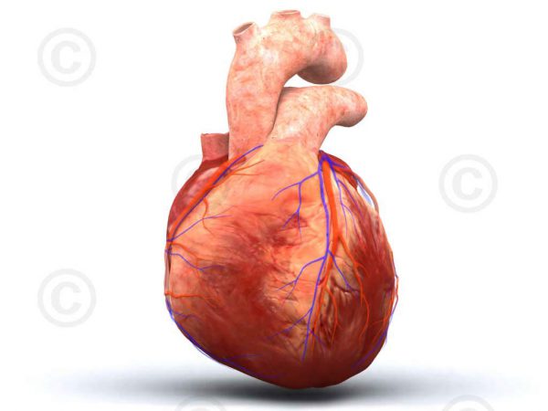 Animation healthy heart - MedicalGraphics