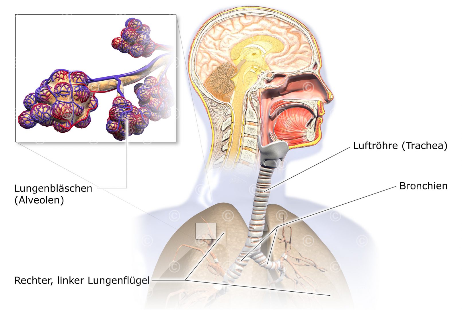 Illustration Bronchien und Alveolen Lunge - MedicalGraphics