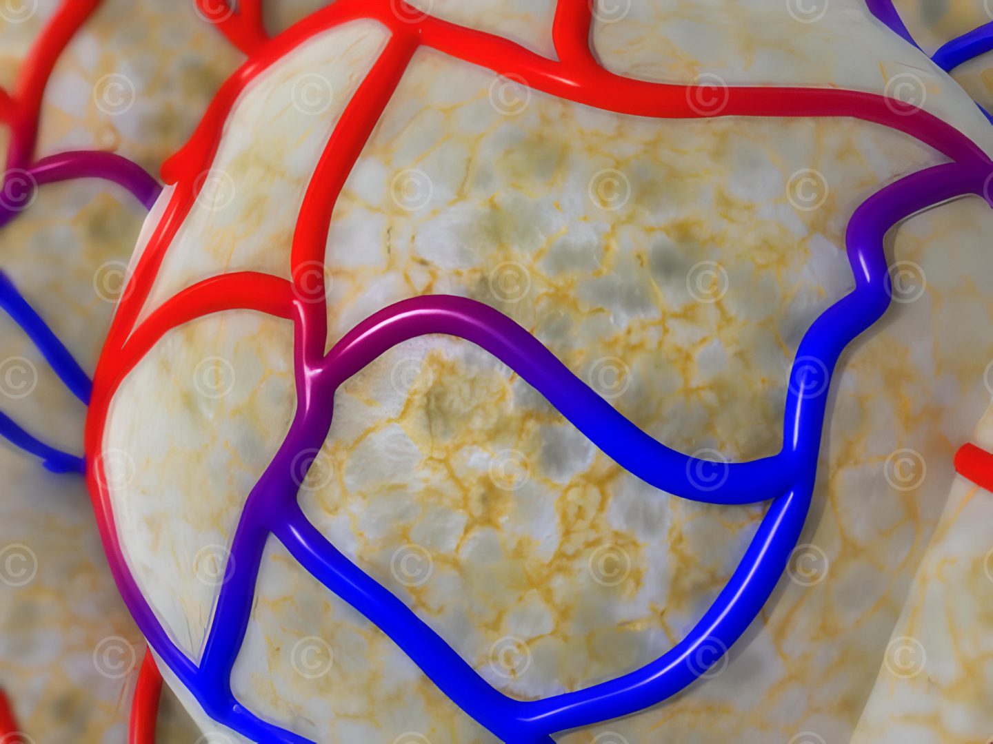 Animation COPD und Asthma - MedicalGraphics