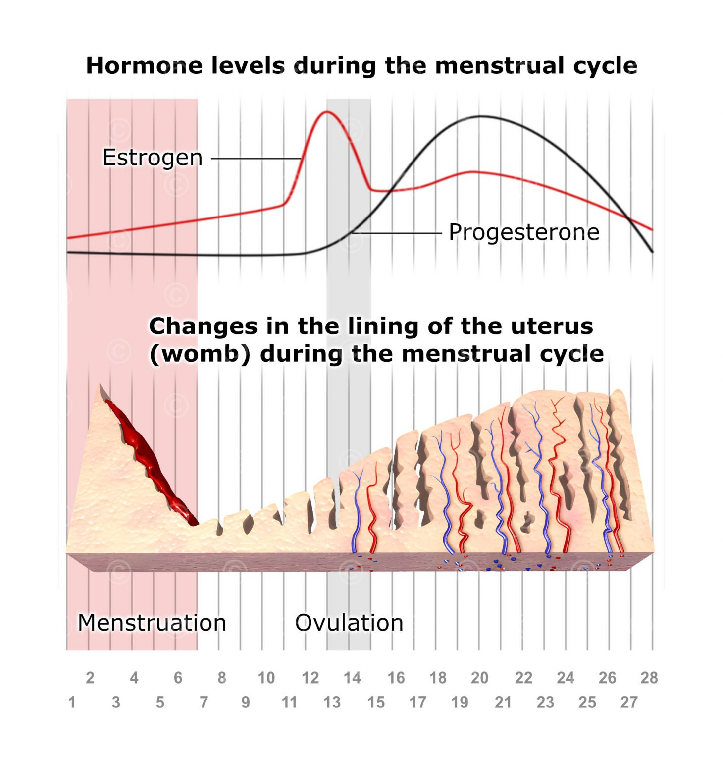 Illustration menstrual cycle - MedicalGraphics