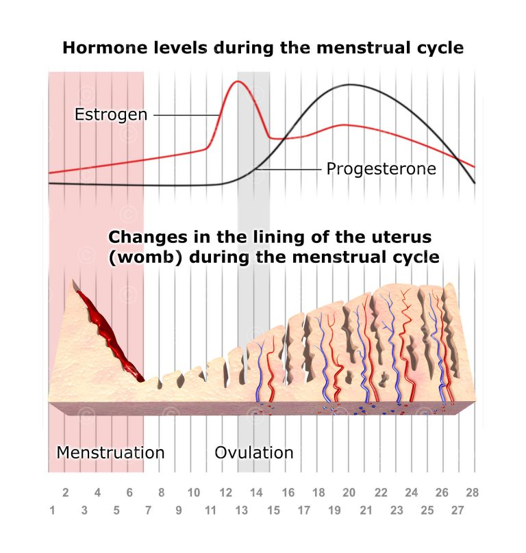Illustration menstrual cycle - MedicalGraphics