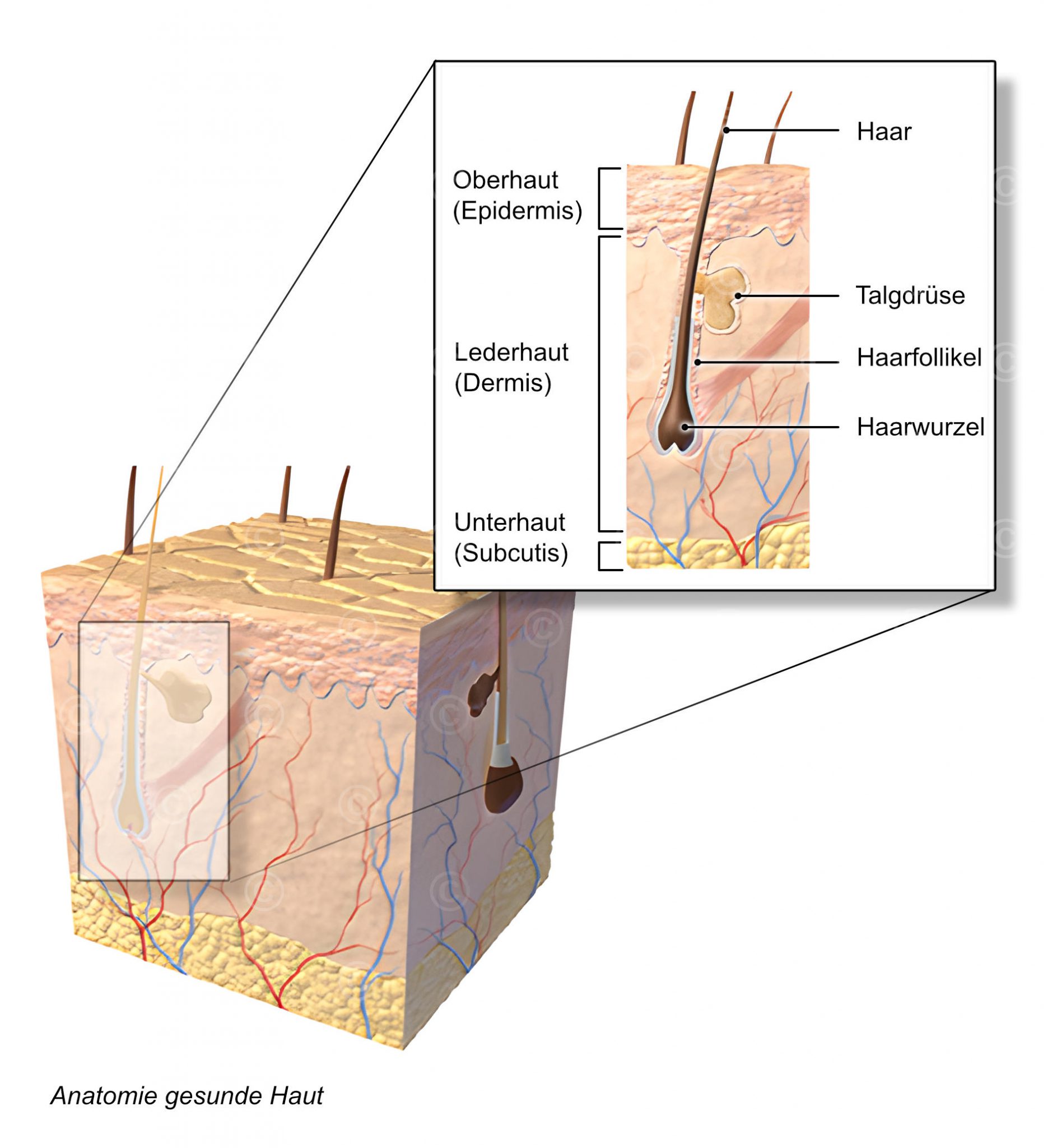 Illustration Anatomie Haut - MedicalGraphics