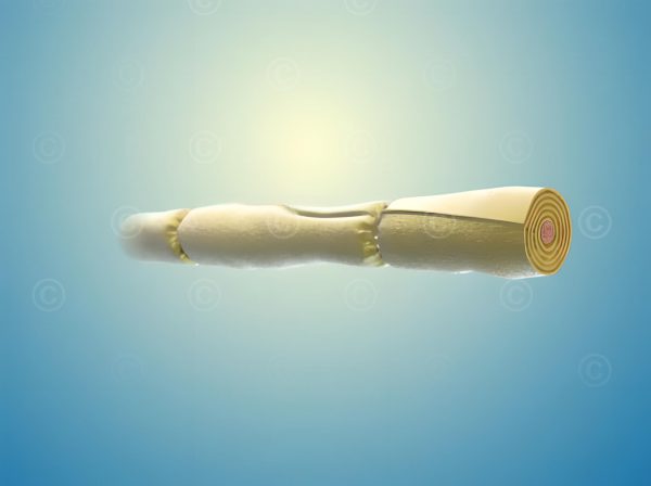 Nerve conduction - MedicalGraphics