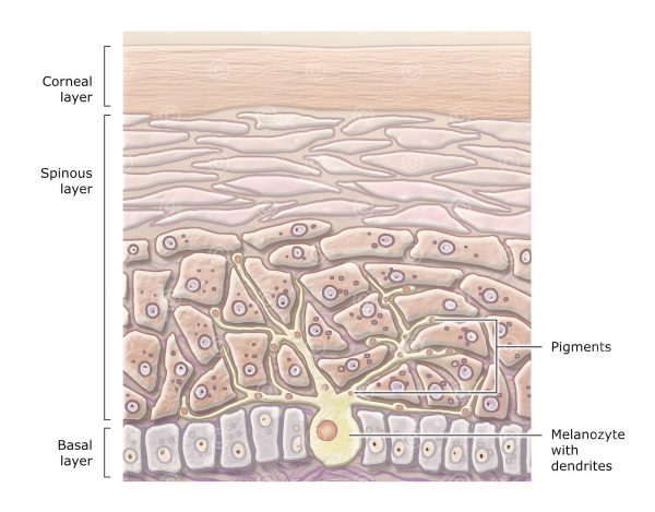 Illustration melanocyte - MedicalGraphics