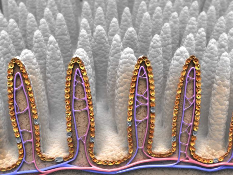 Illustration intestinal villi - MedicalGraphics