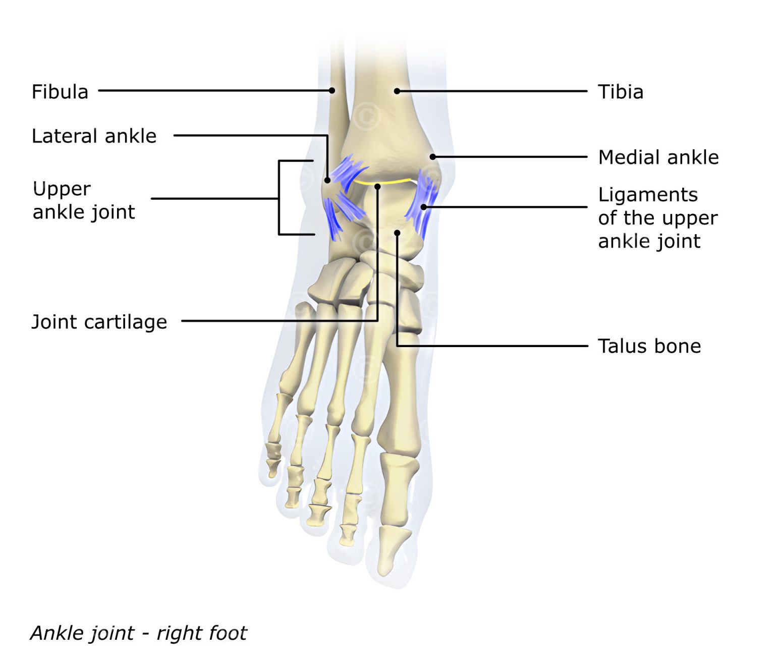 Illustration ankle joint - MedicalGraphics