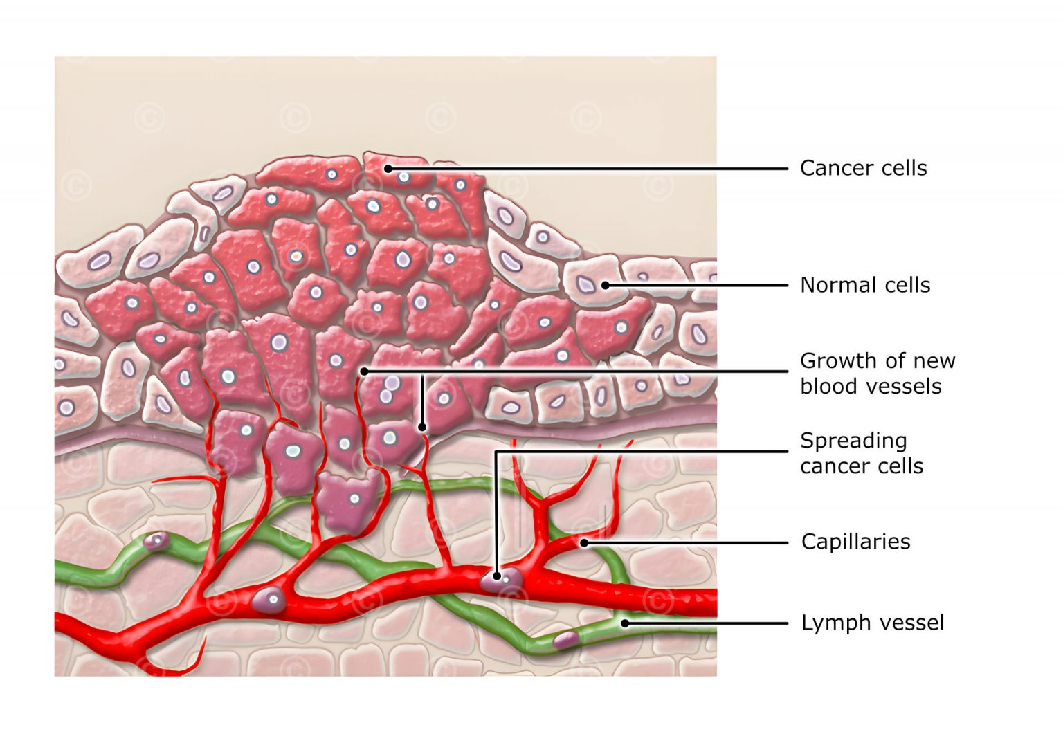 Schematic illustration circulatory system - MedicalGraphics