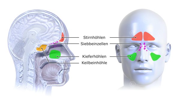 Illustration Nasennebenhöhlen - MedicalGraphics