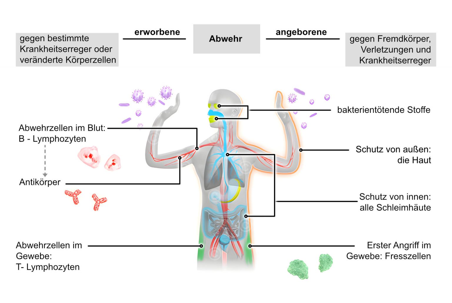 Illustration Immunabwehr - MedicalGraphics