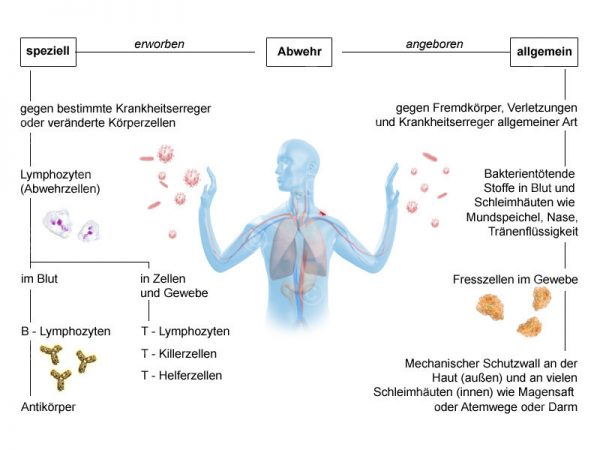 Illustration Immunabwehr - MedicalGraphics