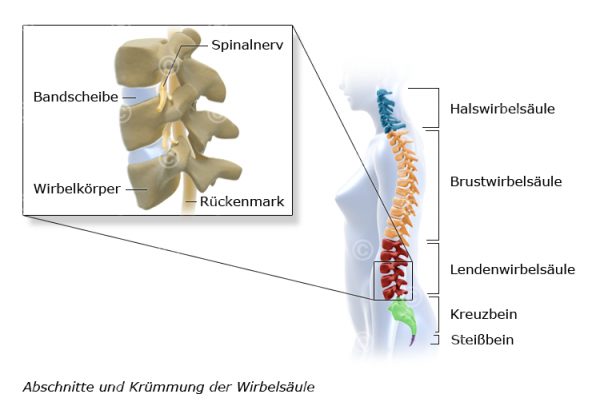 Illustration Aufbau Wirbelsäule - MedicalGraphics