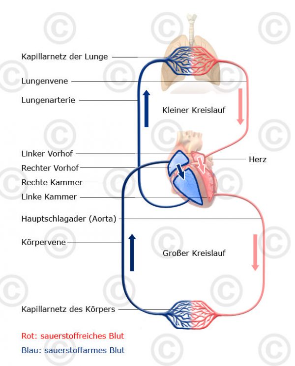 Schematic illustration circulatory system - MedicalGraphics