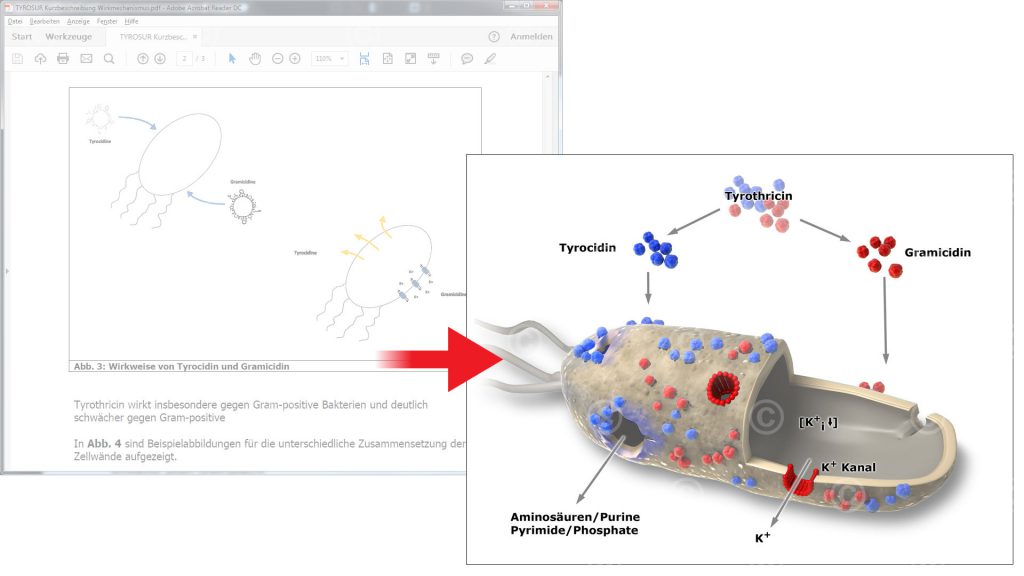 Animation immune system - MedicalGraphics