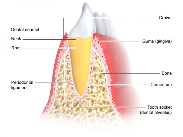 Illustration periodontium tooth - MedicalGraphics