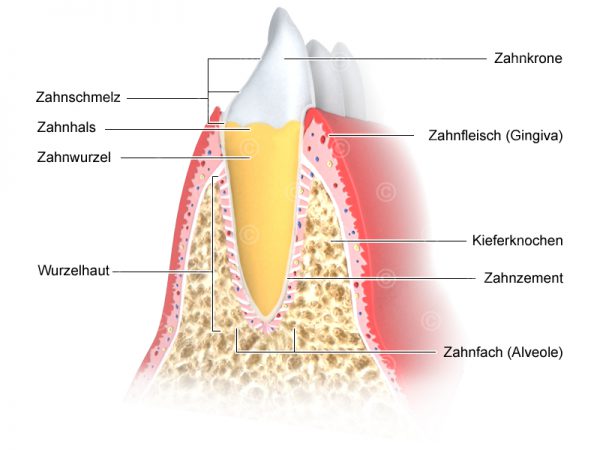 Illustration Zahnhalteapparat - MedicalGraphics