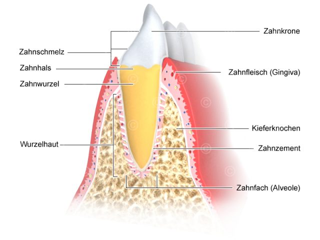 Illustration Nasennebenhöhlen - MedicalGraphics
