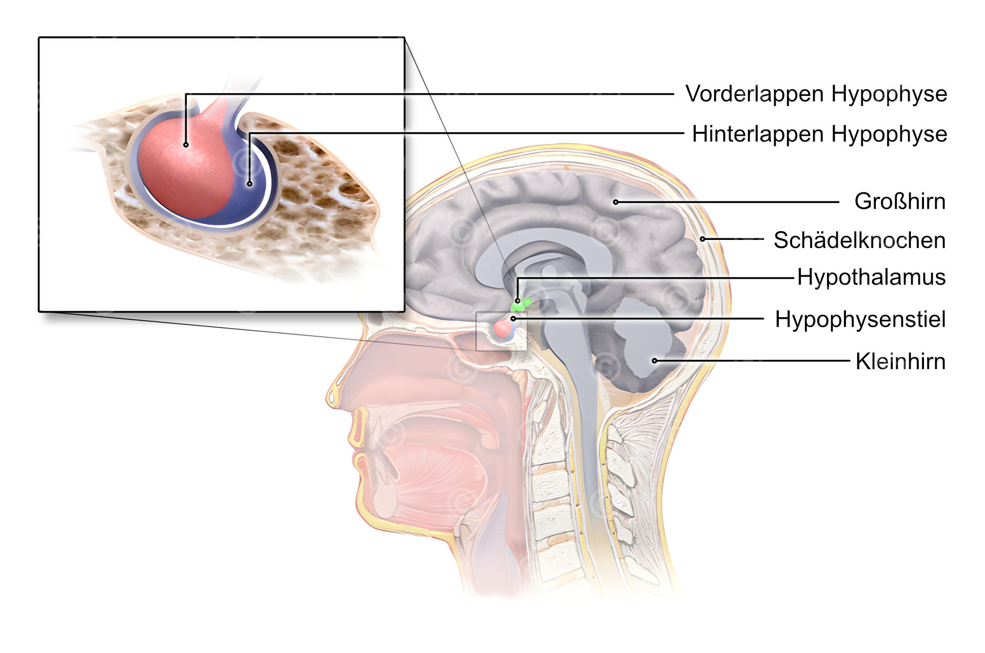 Illustration Hypophyse MedicalGraphics