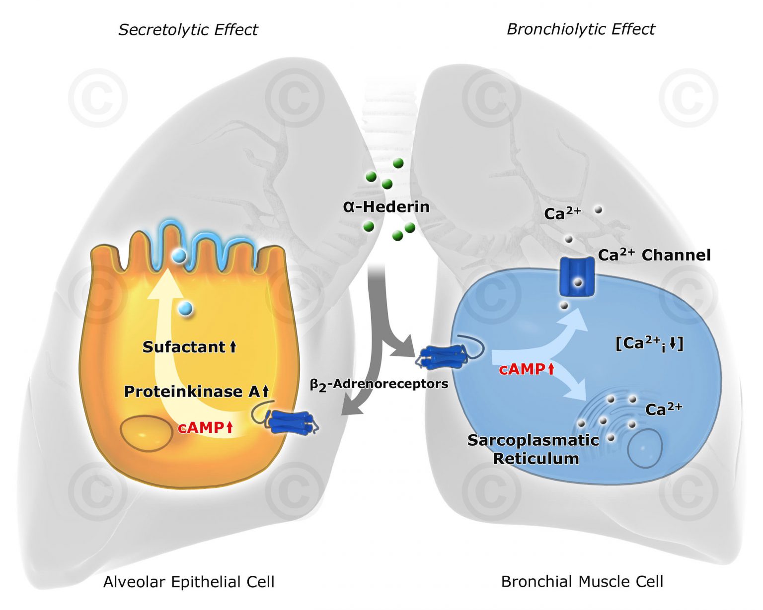 Schematische Illustration Antibiotika - MedicalGraphics