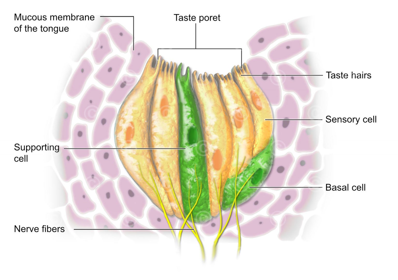 Illustration taste bud - MedicalGraphics