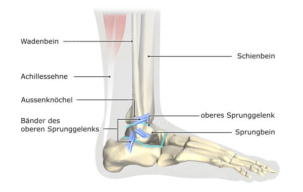 Illustration Sprunggelenk - MedicalGraphics