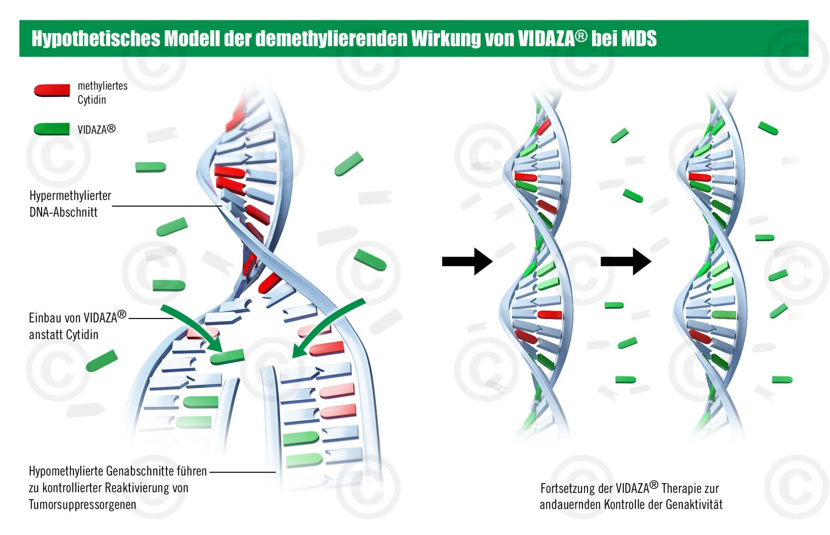 Illustration cancer therapy and cell replication - MedicalGraphics
