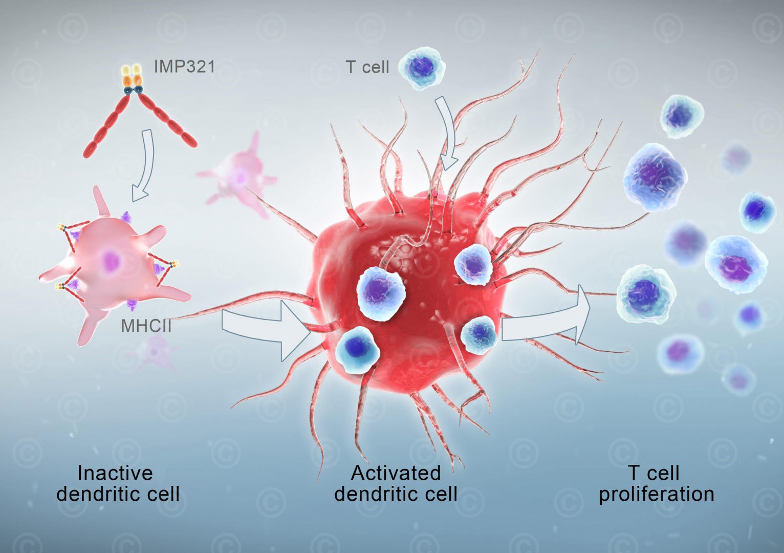 Animation immunotherapy with IMP321 - MedicalGraphics