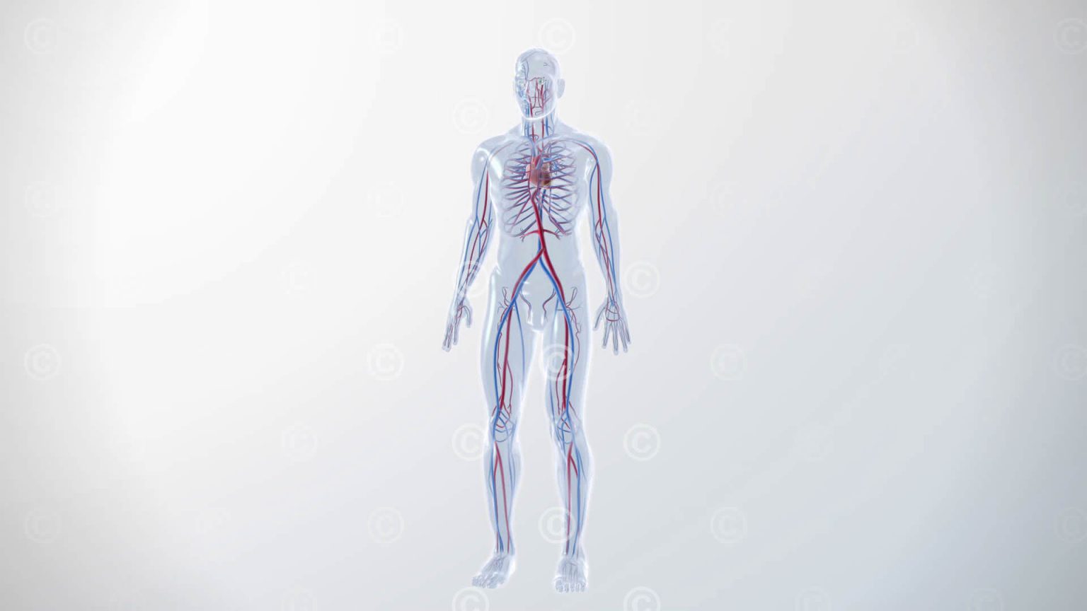 3D Animation zur Ermittlung des biologischen Alters - MedicalGraphics
