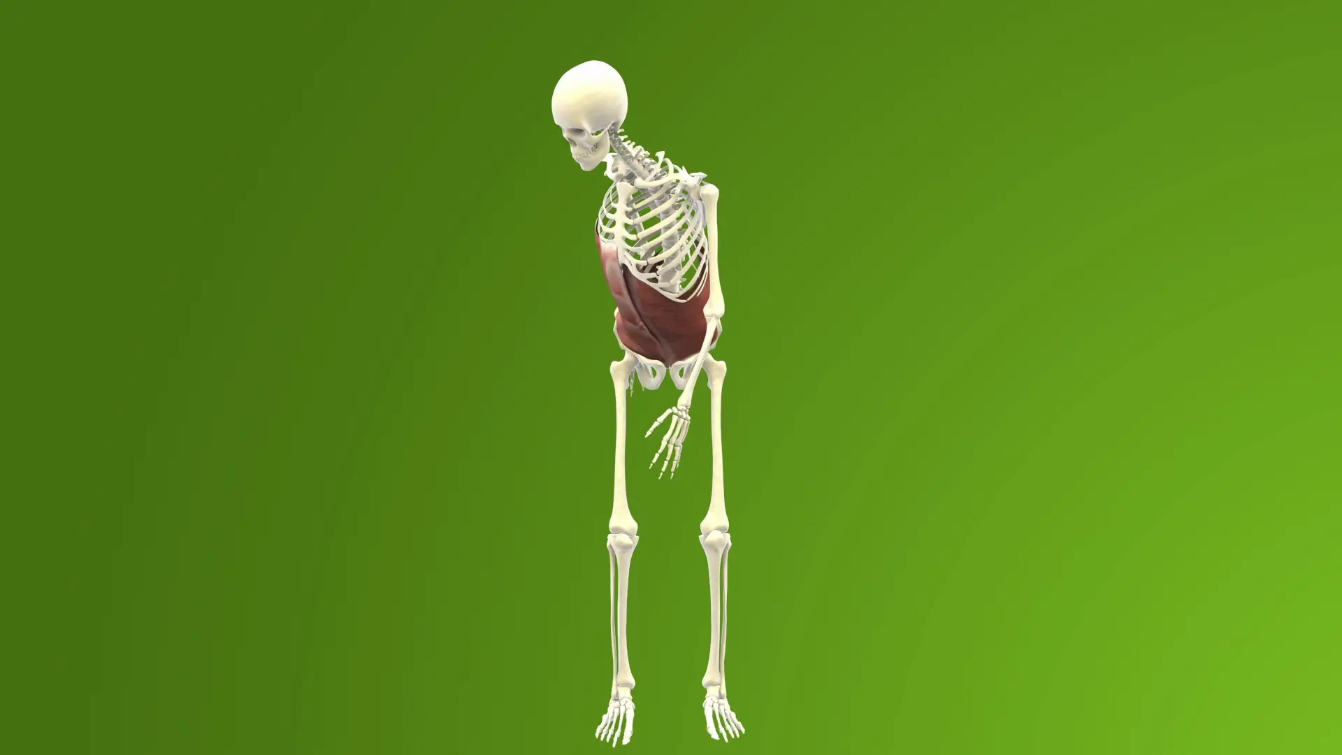 3D animations of musculoskeletal system - MedicalGraphics