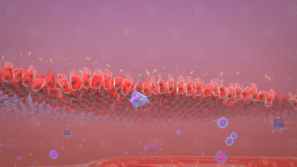 Animation immune system - MedicalGraphics