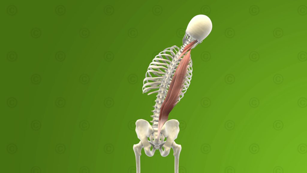 3D animations of musculoskeletal system - MedicalGraphics