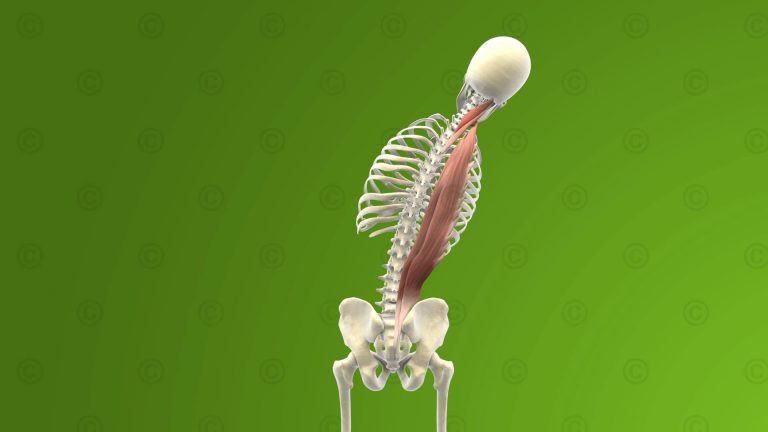3D animations of musculoskeletal system - MedicalGraphics