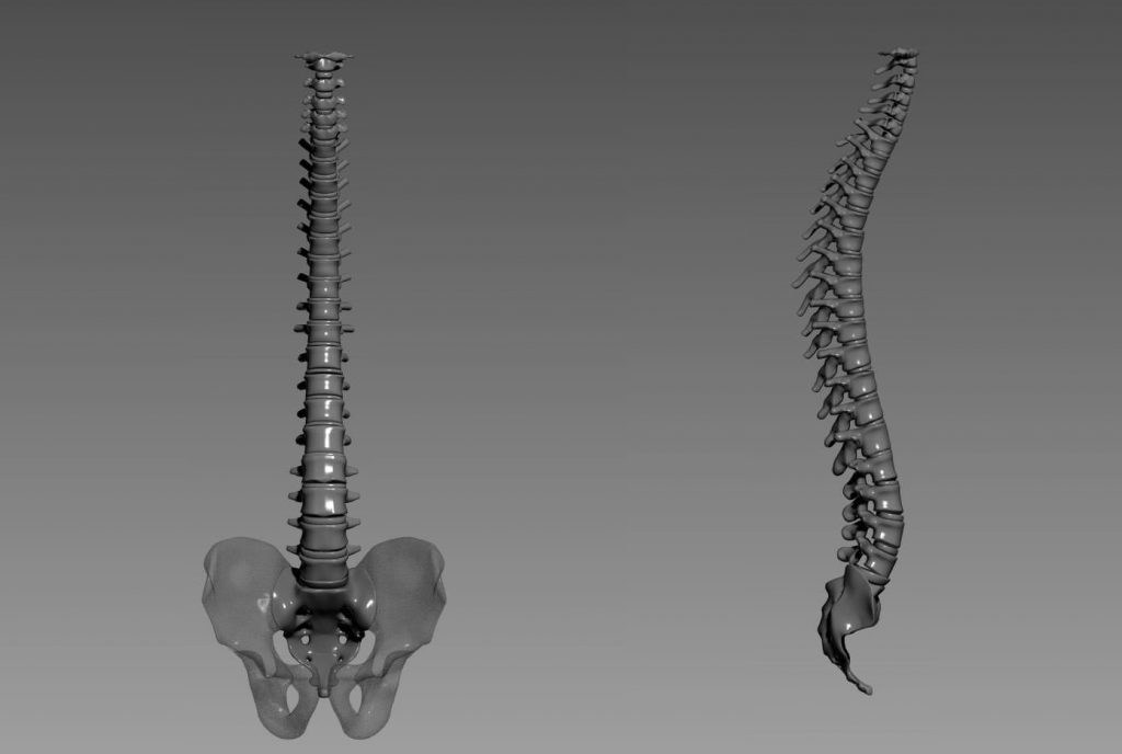 3D animations of musculoskeletal system - MedicalGraphics