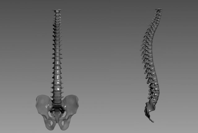 3D animations of musculoskeletal system - MedicalGraphics