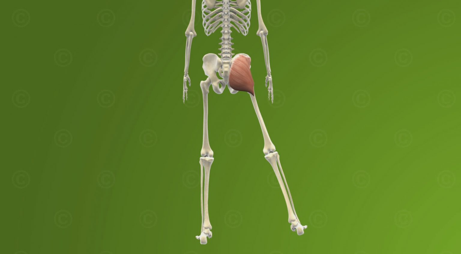 3D animations of musculoskeletal system - MedicalGraphics