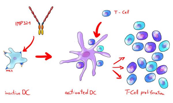 Animation cancer immunotherapy - MedicalGraphics