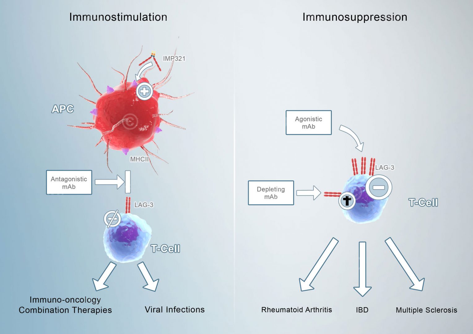Illustration antibodies in immunotherapy - MedicalGraphics