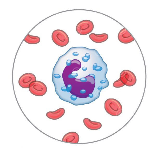 Illustration Monocyt - MedicalGraphics