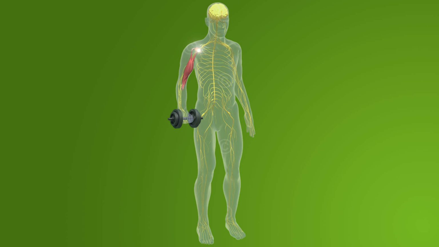 Animation nervous system controlling muscles - MedicalGraphics