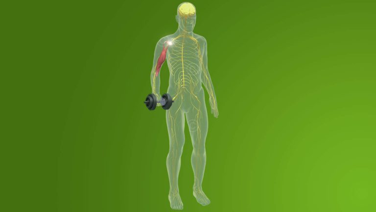 Animation nervous system controlling muscles - MedicalGraphics