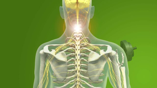 Animation nervous system controlling muscles - MedicalGraphics